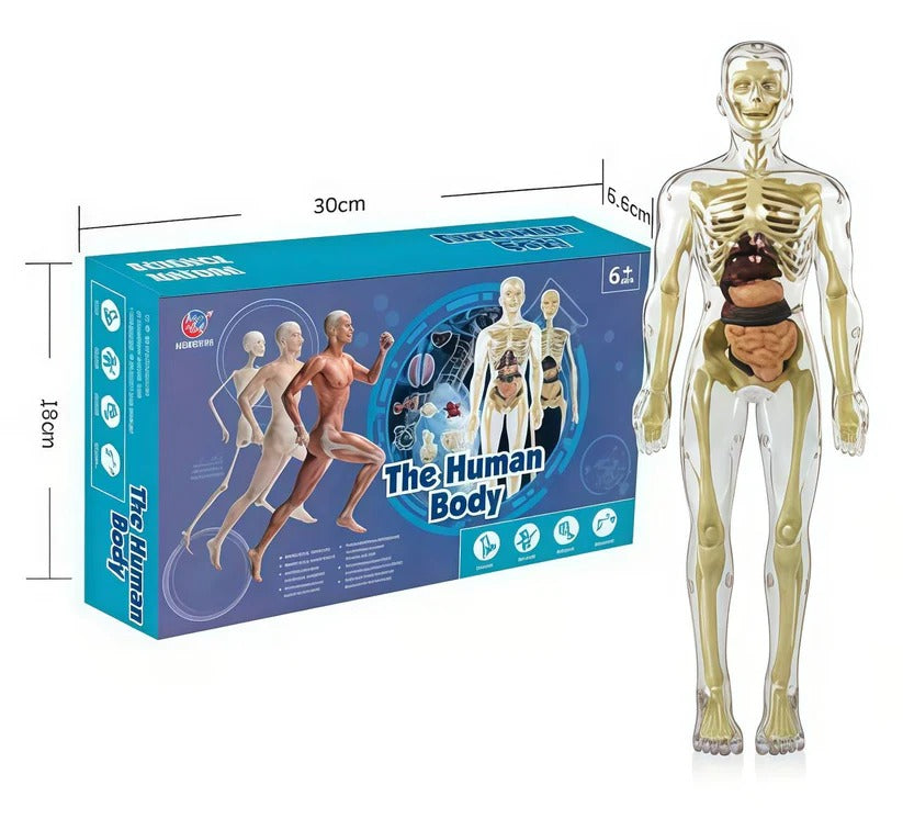 Human Body Assembly Toy – My Store
